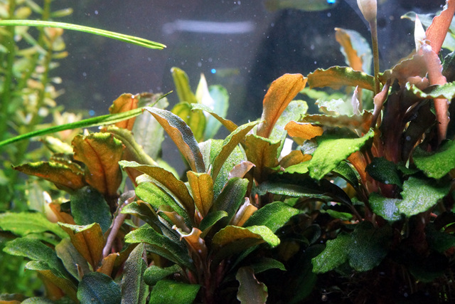 부세파란드라 불칸 ( Bucephalandra sp. Vulcan ) : 네이버 블로그