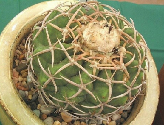 디스코 선인장(Discocactus) 종별 분류 2 : 네이버 블로그