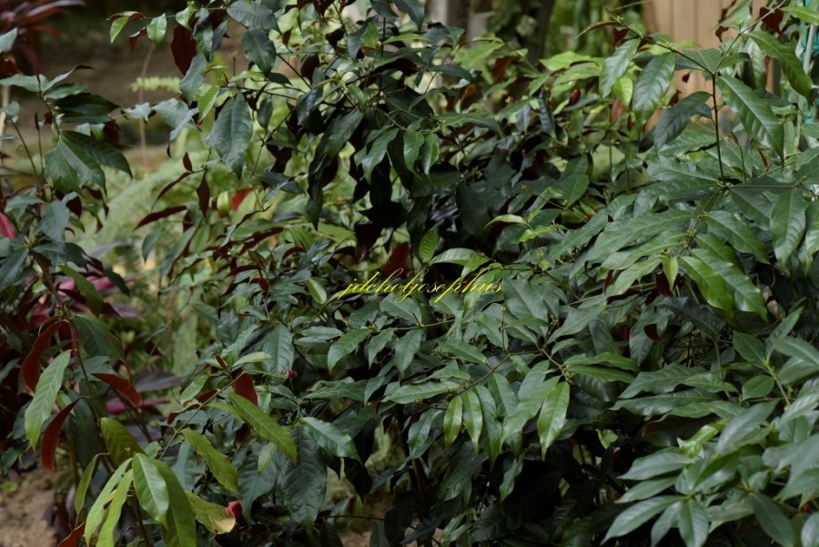 청자목(Excoecaria cochinchinensis Lour.) : 네이버 블로그