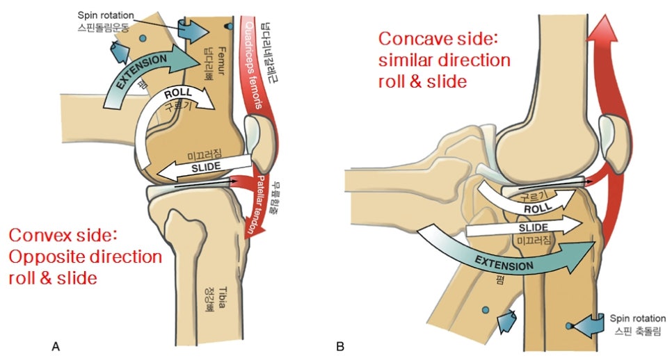 관절운동형상학 - 2. 볼록 오목 법칙 (Convex-Concave Rule) : 네이버 블로그