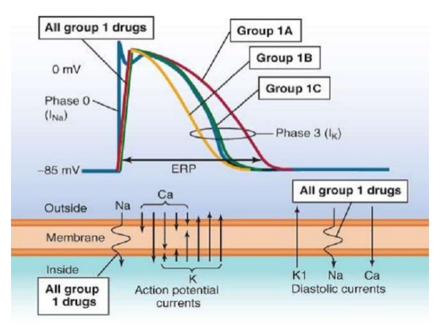 항부정맥제 (antiarrhythmic agents), Vaughan-Williams, Class IA, B, C, II(bB ...