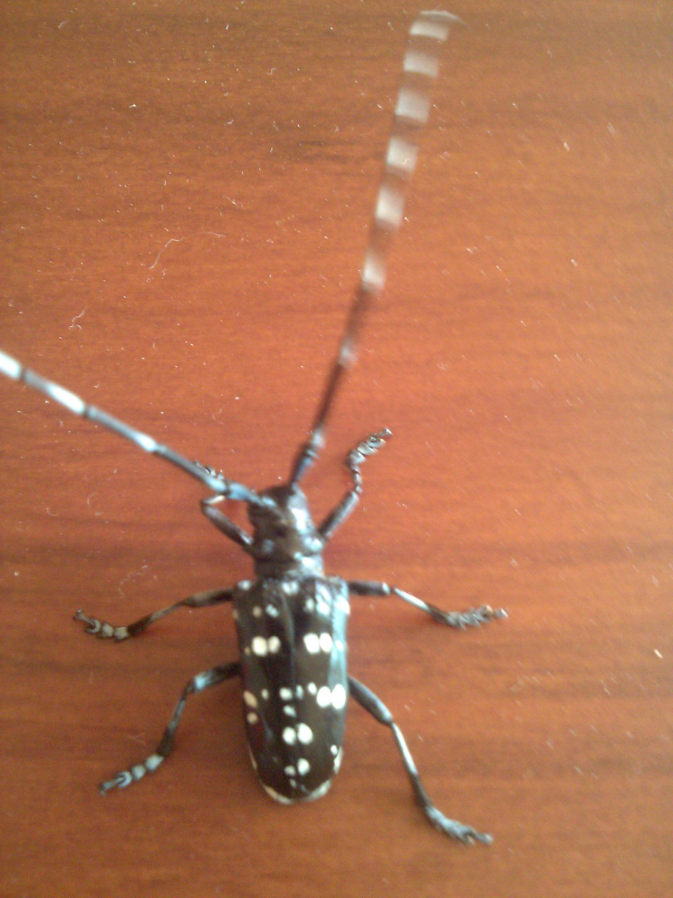 유리알락하늘소 / 알락하늘소 / 하늘소 / 곤충 채집 / 갑충 / 곤충 사육 후기 / Asian long-horned ...