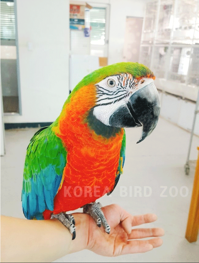 앵무새 애호가의 끝판왕인 마카우 Macaw 의 종류 청금강홍금강할리퀸스칼렛 네이버 블로그