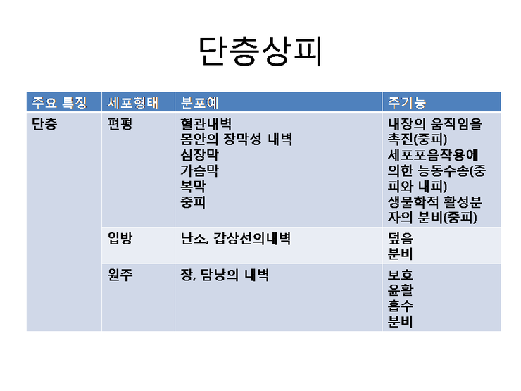덮개 상피 샘상피 단층상피 중층상피 편평상피 입방상피 원주상피 각질중층상피 비각질중층상피 중층입방상피 중층원주상피 이행상피 거짓