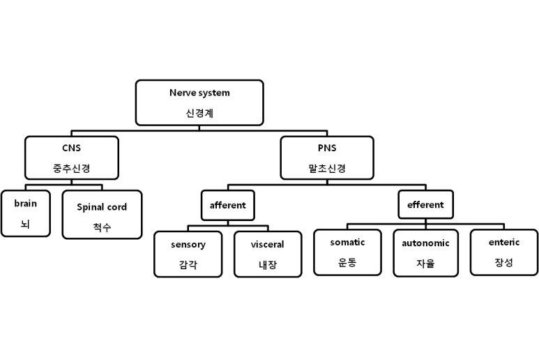 교감신경 Vs 부교감신경 네이버 블로그