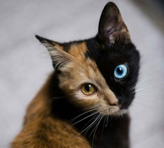 두 얼굴 가진 희귀한 고양이 '키메라'와 '비너스'/ 키메라 동물 신화 유래 : 네이버 블로그