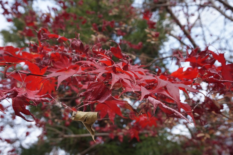 15-1. 지리산 둘레길 15-1(목아재~당재) : 네이버 블로그