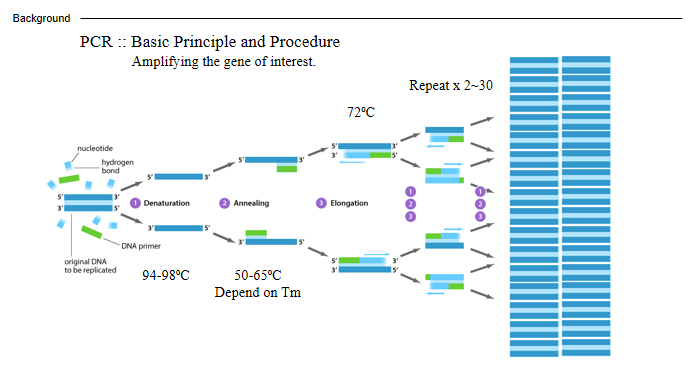 대학교 생화학실험 생화학실험 중간 정리 중합효소연쇄반응pcr Polymerase Chain Reaction Pcr