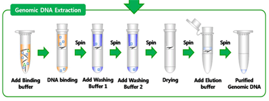 DNA cloning1-gDNA prep : 네이버 블로그