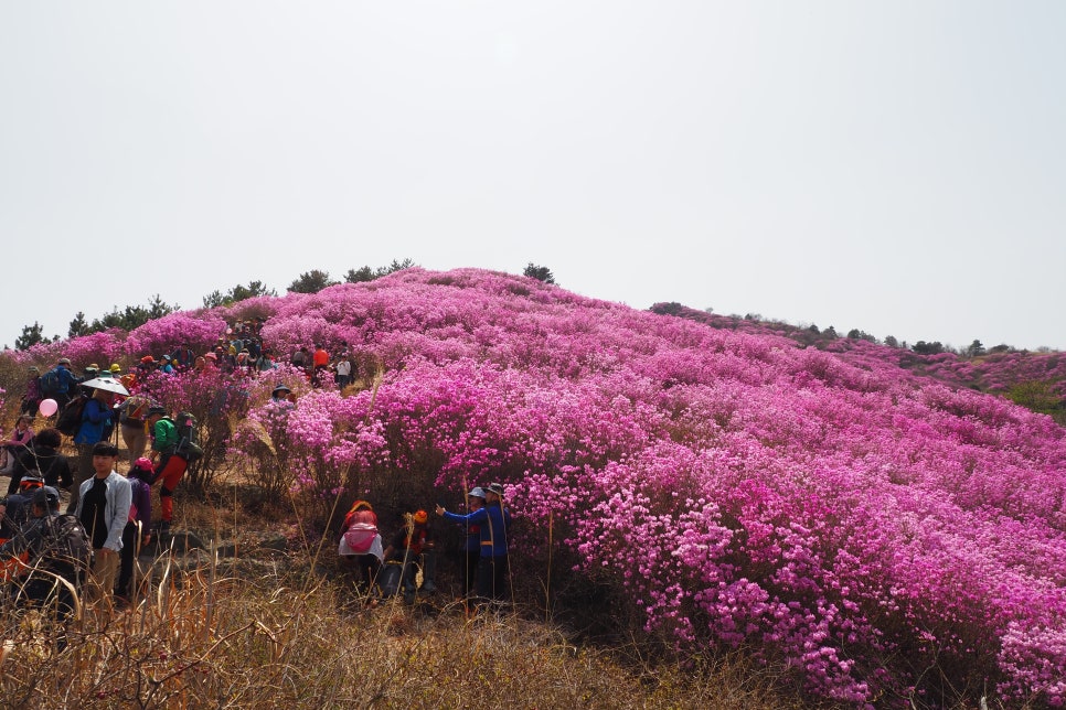 전남여수 영취산 진달래꽃 네이버 블로그