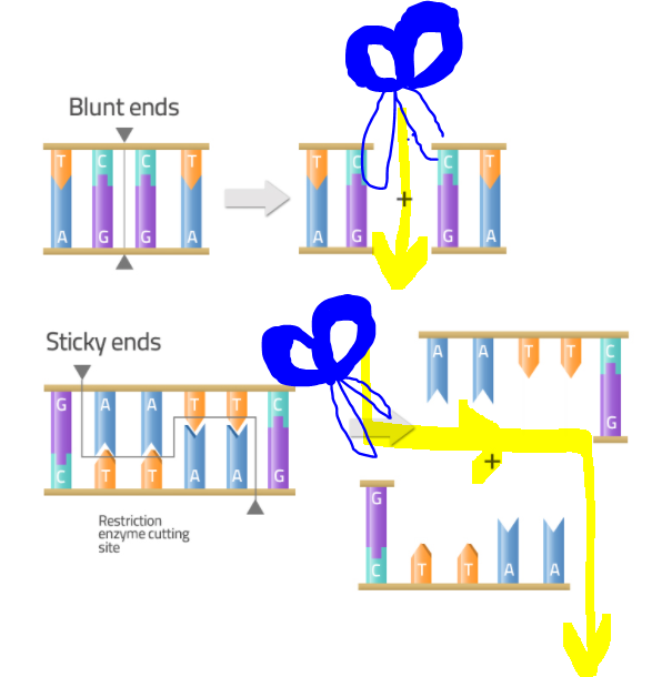 대학교 생화학실험 유전자 재조합dna Recombination제한효소restriction Enzyme수용성 세포