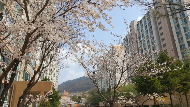 ★충주용산주공3단지 15평 전세충주용산주공3단지충주아파트전세★ 네이버 블로그
