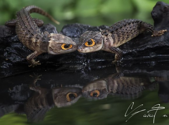 레드아이아머드스킨크(Redeyed armored skink)[Tribolonotus gracilis] : 네이버 블로그