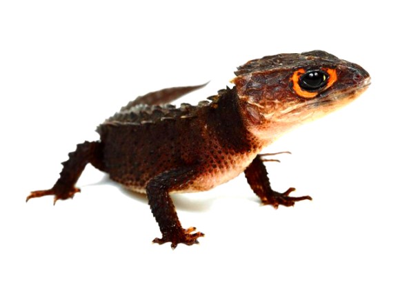 레드아이아머드스킨크(Redeyed armored skink)[Tribolonotus gracilis] : 네이버 블로그