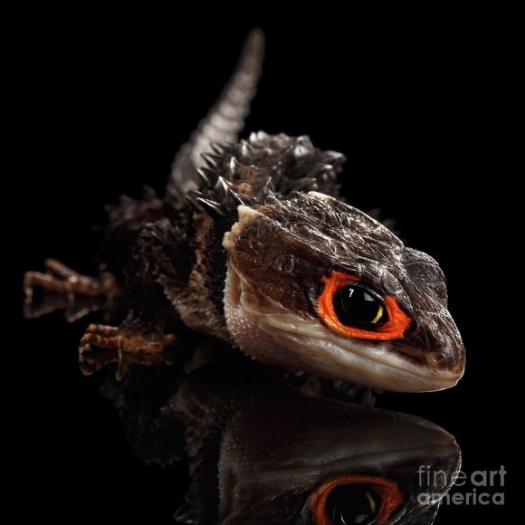 레드아이아머드스킨크(Redeyed armored skink)[Tribolonotus gracilis] : 네이버 블로그