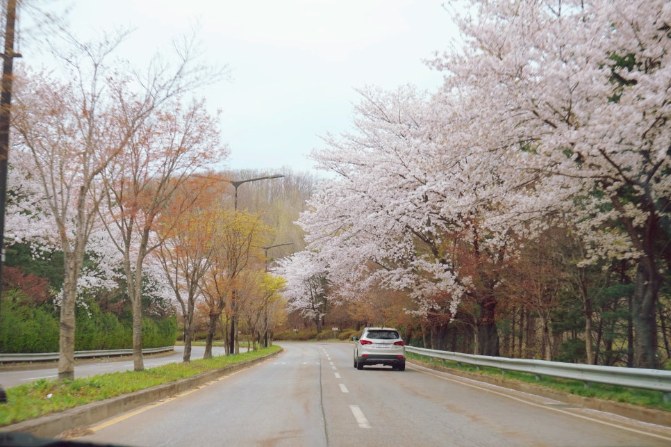용인 벚꽃 명소 1 호암미술관 가실벚꽃길 삼만육천지 네이버 블로그