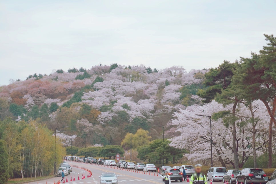 용인 벚꽃 명소 1 호암미술관 가실벚꽃길 삼만육천지 네이버 블로그
