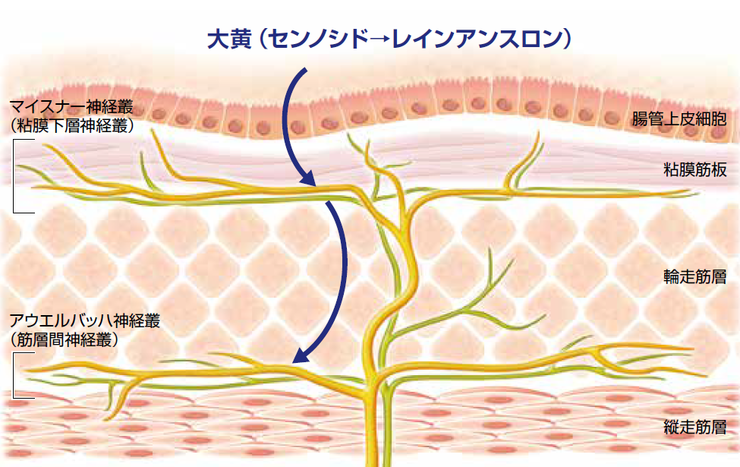 변비 복통에 한약치료 작용기전 대건중탕 윤장탕 대황감초탕 마자인환 漢方医学 네이버 블로그