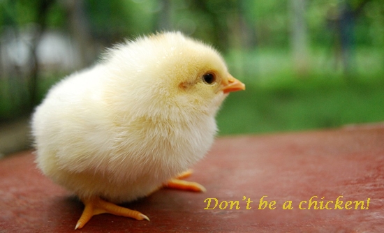 영어회화 100일의 기적 온라인스터디(DAY 100 : Don’t be a chicken!) : 네이버 블로그