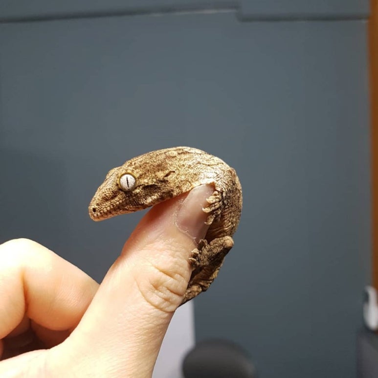 MOLT REPTILE : 네이버 블로그