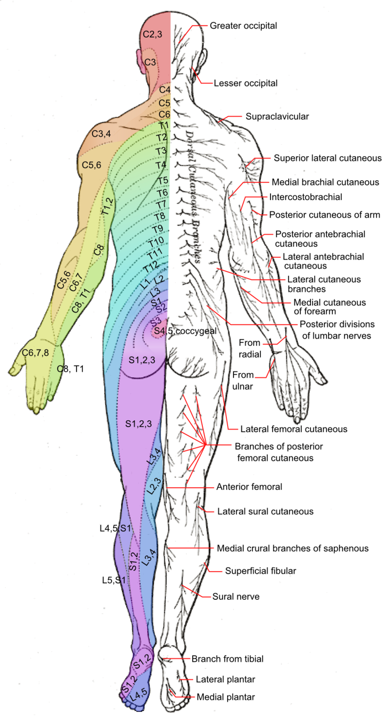dermatome(피부분절)이란? : 네이버 블로그