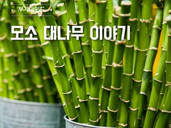 모소대나무 이야기 네이버 블로그