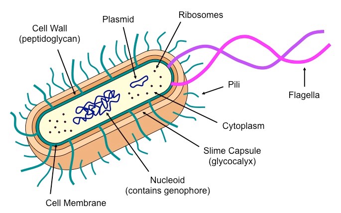 plasmid prokaryotic cell function