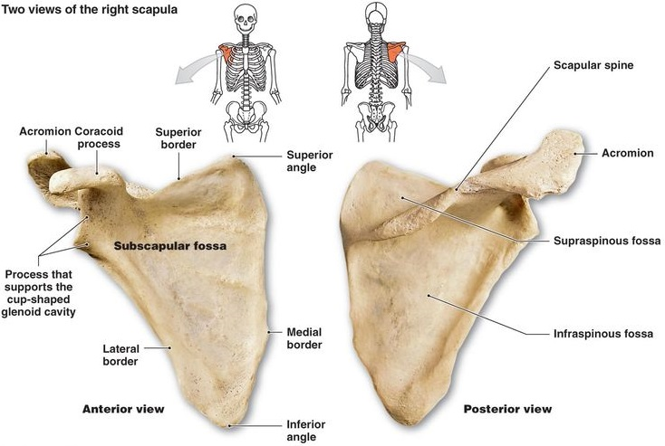 견갑골 해부학과 움직임 Scapula anatomy, 날개뼈 : 네이버 블로그