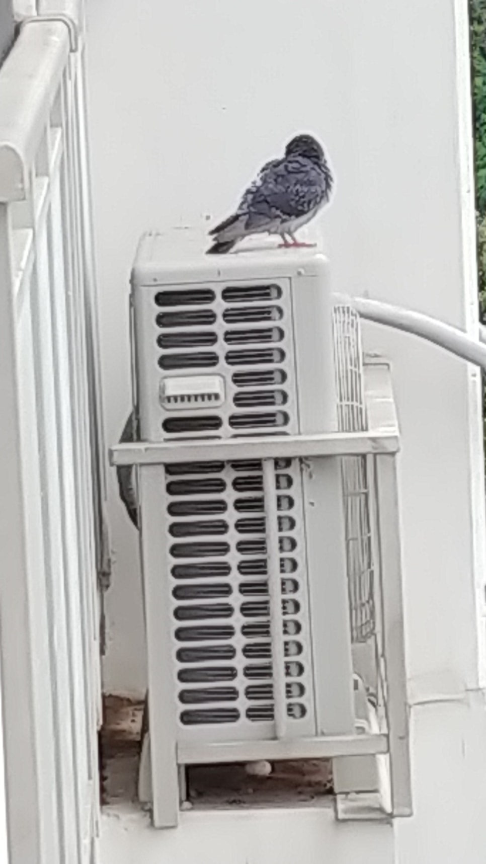 7/5 인천계양구 이화동 신동아파밀리에2단지아파트 비둘기퇴치 비둘기똥청소 전문업체 베테랑홈케어 : 네이버 블로그