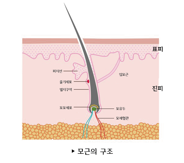 모발의 구조와 특징① 모근의 구조 네이버 블로그