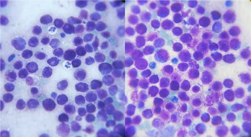 강아지 비만세포종양(Mast cell tumor) 원인과 치료, 수술 : 네이버 블로그
