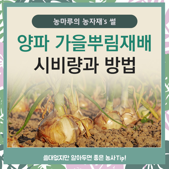 양파 가을뿌림 시비량질소 인산 칼리 유기질 석회과 방법 네이버 블로그