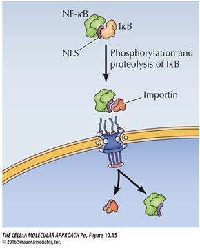 [대학교 세포생물학] 핵막/핵과 세포질 사이의 수송/Importin/NLS/Exportin/NES/Ran : 네이버 블로그