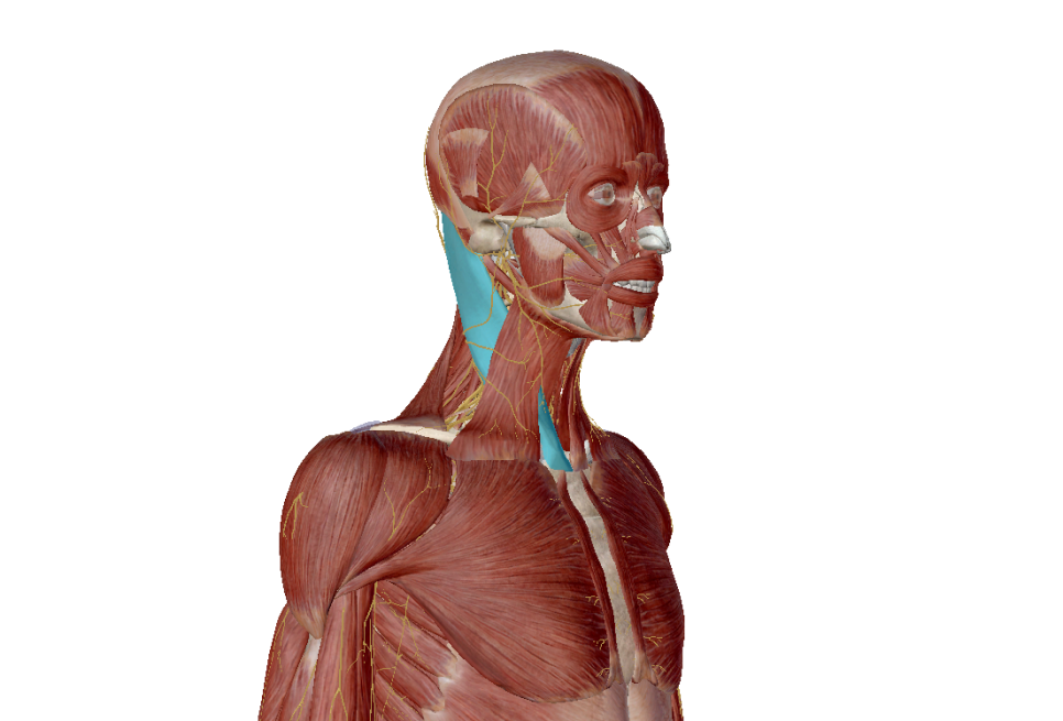 머리와 목 흉쇄유돌근목빗근 Sternocleidomastoid Muscle Scm 네이버 블로그