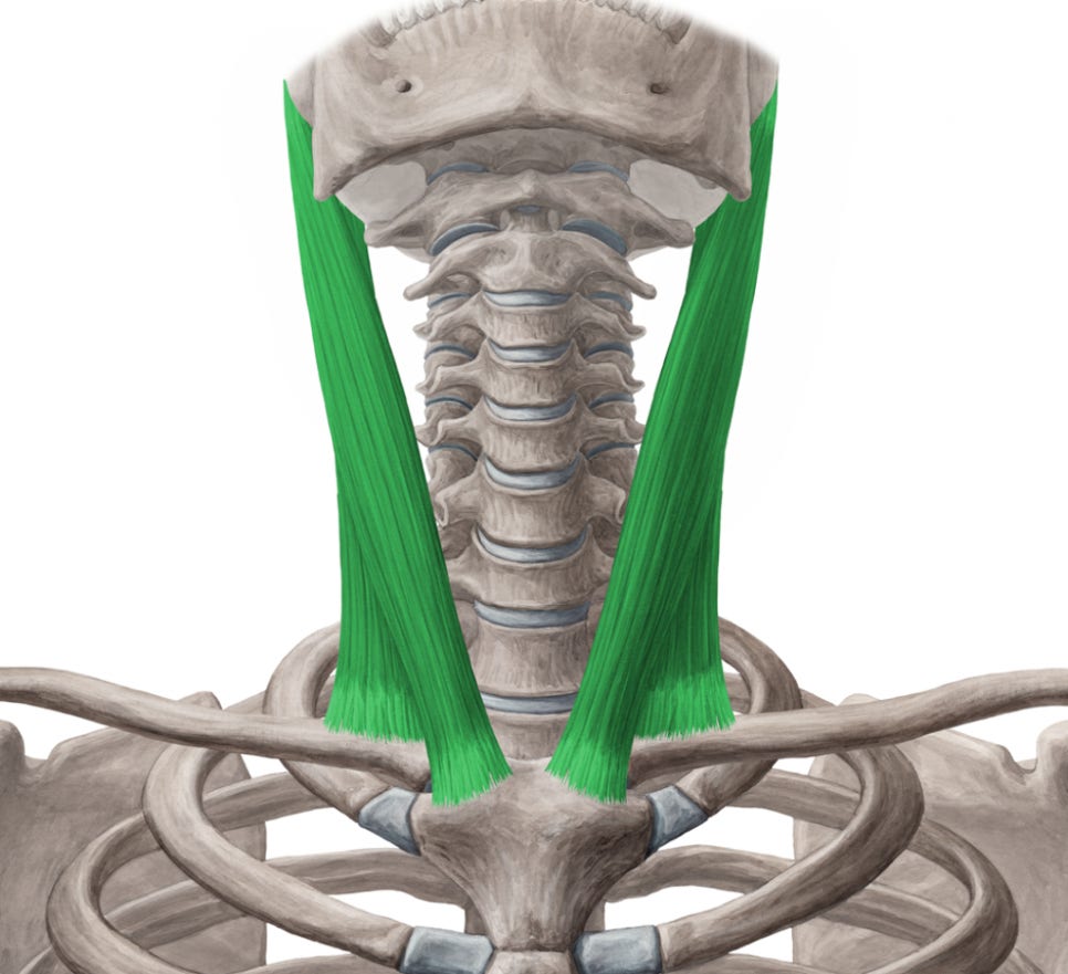 [머리와 목] 흉쇄유돌근(목빗근, Sternocleidomastoid muscle: SCM) : 네이버 블로그