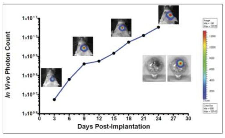 [Revvity]-IVIS Spectrum / 전임상 단층 촬영 광학 이미징 / In Vivo Imaging System-[엔 ...