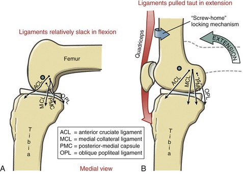 [백본리햅] The Screw Home Mechanism of the Knee 무릎의 스크류 홈 메카니즘 : 네이버 블로그