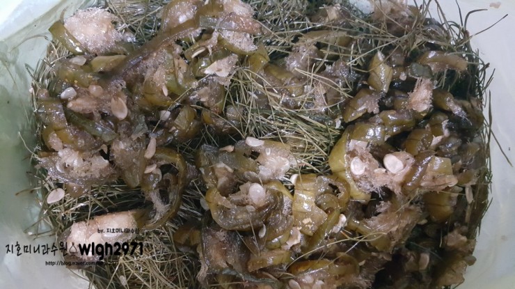 솔잎 수세미효소 만들기 솔잎 수세미효소 거르기 솔잎효능 솔잎효소 효능 솔잎효소 먹는법 네이버 블로그