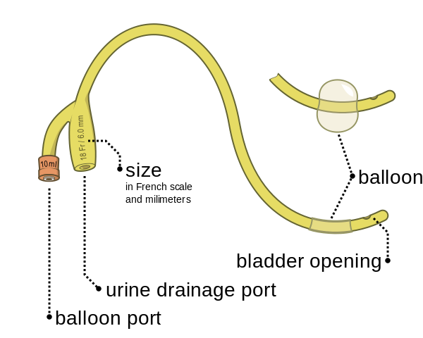 Urethral Catheterization[단순도뇨, 유치도뇨, Nelaton, Foley catheter] 목적, 삽입 ...