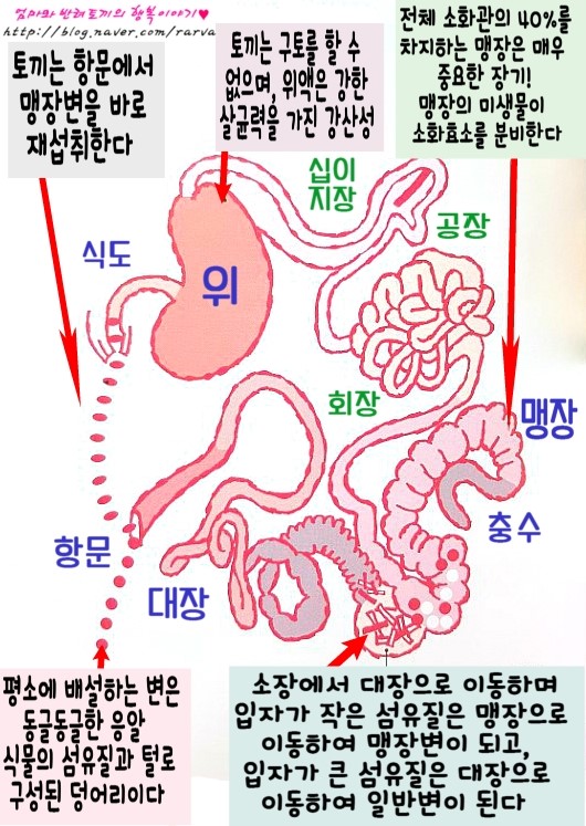토끼의 맹장변식변 토끼가 똥을 먹어요 토끼 소화구조 토끼 키우기 네이버 블로그