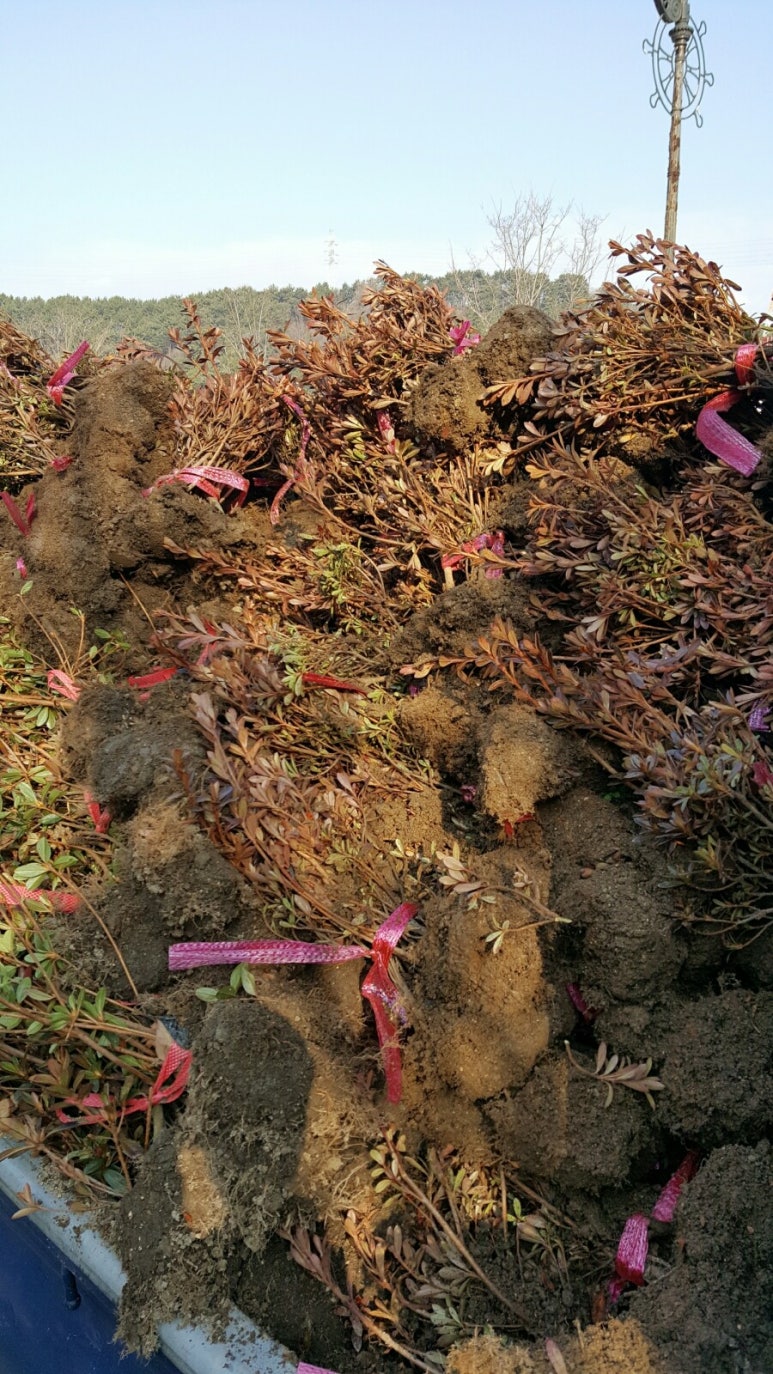 부산 경남 양산 연산홍영산홍 자산홍 아까도 백철쭉 회양목 판매 조경수판매 정원수판매 부산묘목농원 네이버 블로그