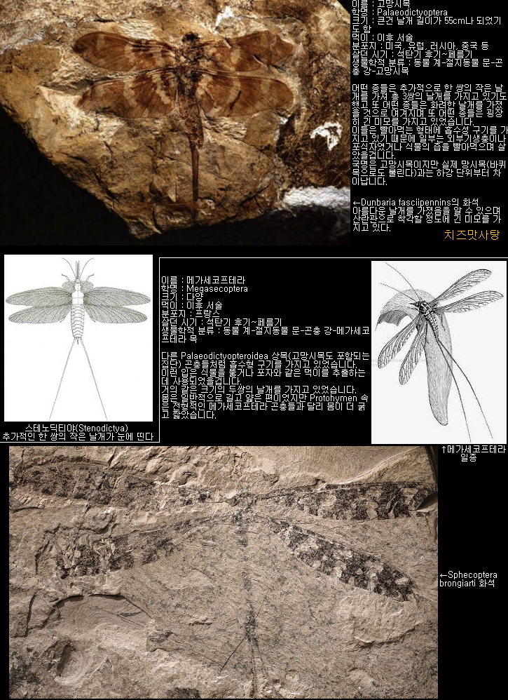 [고곤충]고망시목(Palaeodictyoptera)&메가세코프테라(Megasecoptera) : 네이버 블로그