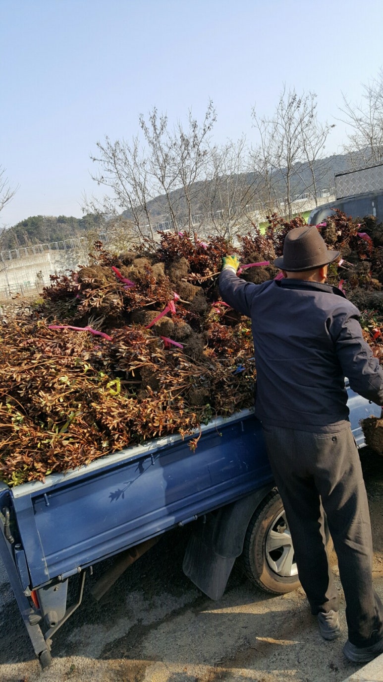 부산 경남 양산 연산홍영산홍 자산홍 아까도 백철쭉 회양목 판매 조경수판매 정원수판매 부산묘목농원 네이버 블로그