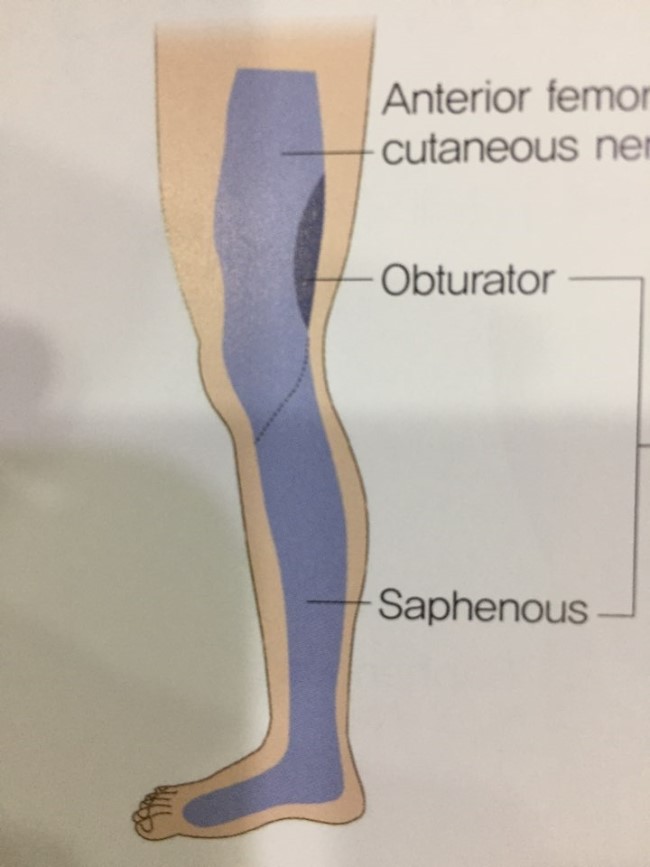 무릎 안쪽 통증 따끔거림 마비감 까치발 증상 복재신경 포착증후군 네이버 블로그