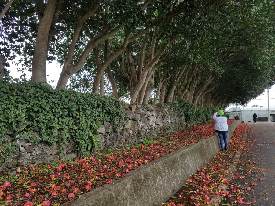 제주여행 위미리 동백꽃이 없을때 가도 좋은 까페 와랑와랑 : 네이버 블로그