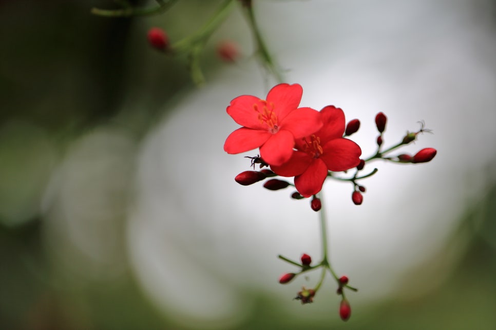 오늘 모임 장소는 문화동 토담식당, 훈제오리쌈밥 3인분 : 네이버 블로그