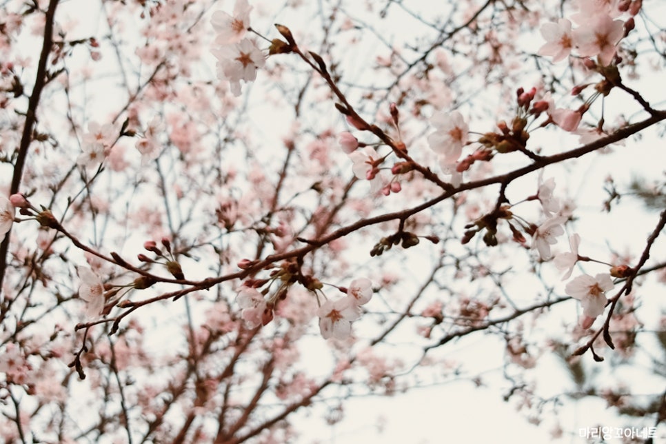 3월 마지막 일상, 먹방의 끝 : 네이버 블로그