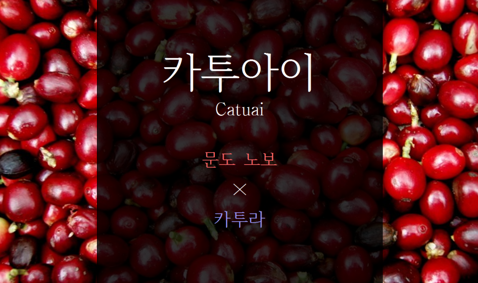 [커피품종] 카투아이 / Catuai : 네이버 블로그