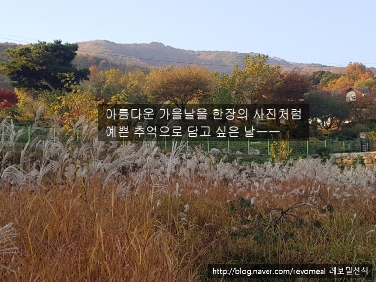 갈대축제 갈대와 억새의 차이점을 아시나요 네이버 블로그