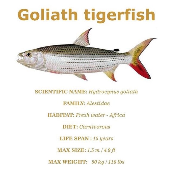 골리앗 타이거 피쉬(Goliath tiger fish)[Hydrocynus goliath] : 네이버 블로그